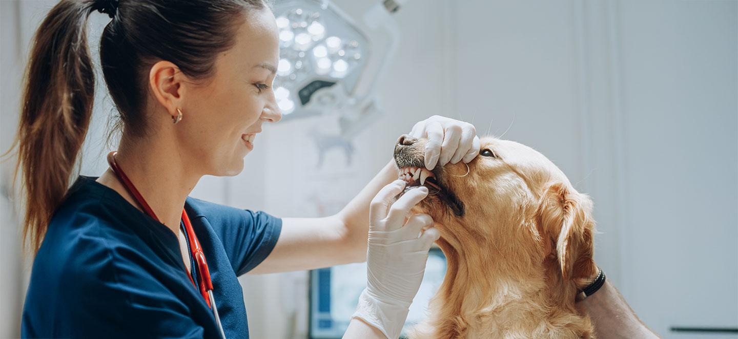 Zahnstein beim Hund entfernen – Ursachen, Tipps & Hilfe