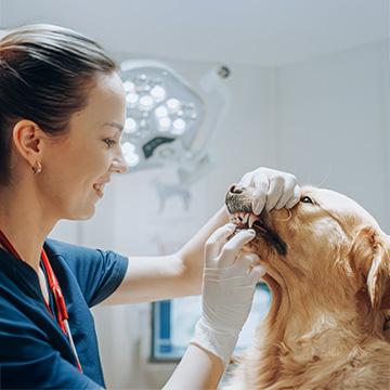 Zahnstein beim Hund entfernen – Ursachen, Tipps & Hilfe